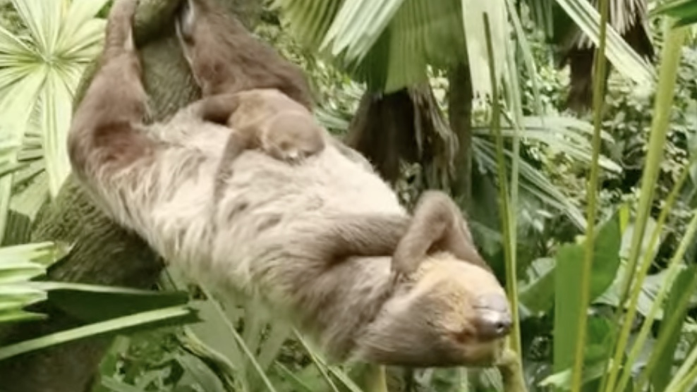 Ein in der Luft hängendes und schlafendes Faultier mit Baby auf dem ...