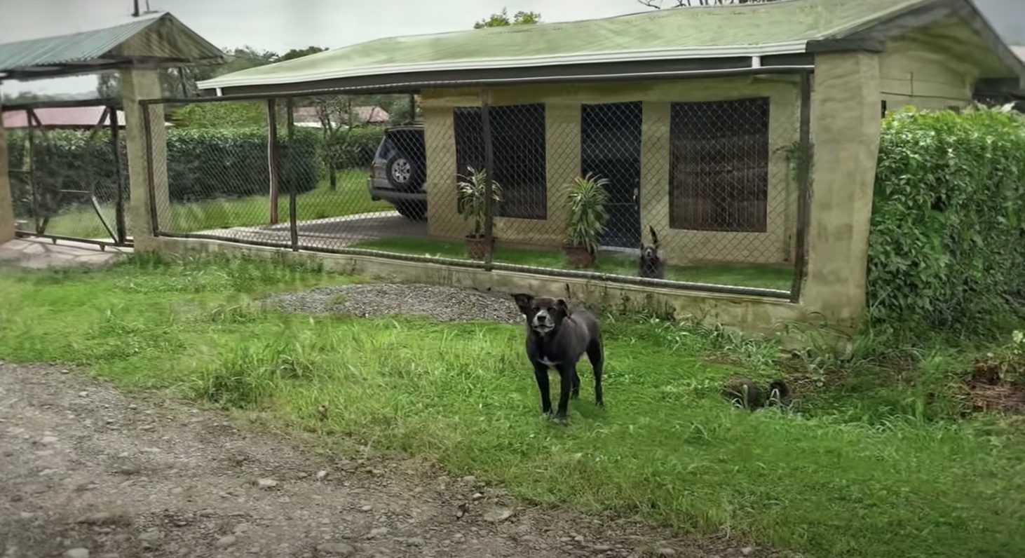 Magic Mushroom Trip Video Simulation – Das Kraftfuttermischwerk