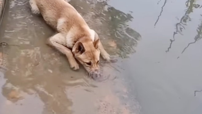 Bubble Dog – Das Kraftfuttermischwerk