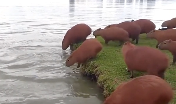 Capybara-Gang geht zu Wasser – Das Kraftfuttermischwerk