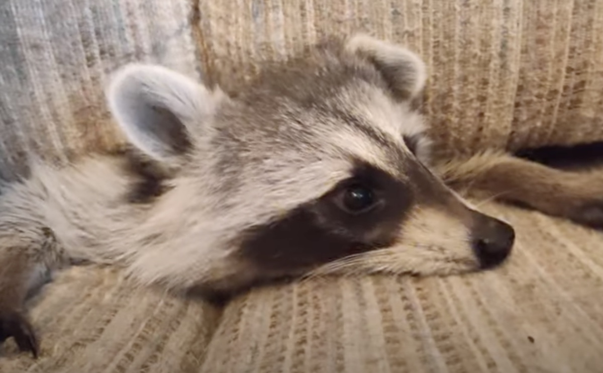 Messy The Raccoon, Couch potato – Das Kraftfuttermischwerk