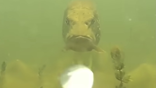 POV: You Are Fish Food – Das Kraftfuttermischwerk