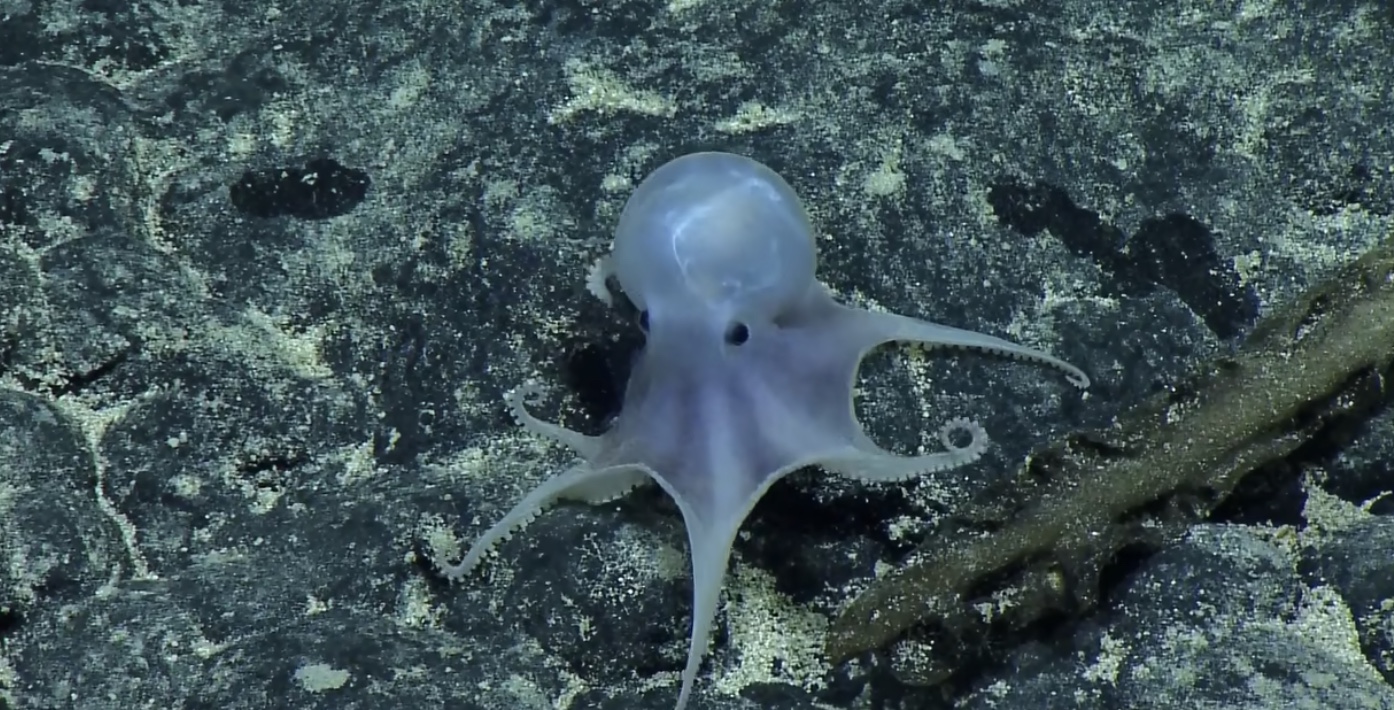 Casper the Friendly Octopus – Das Kraftfuttermischwerk