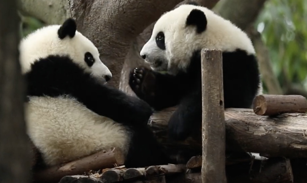 Kung Fu Pandas – Das Kraftfuttermischwerk