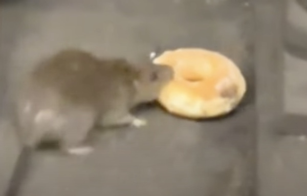 Donut Rat – Das Kraftfuttermischwerk