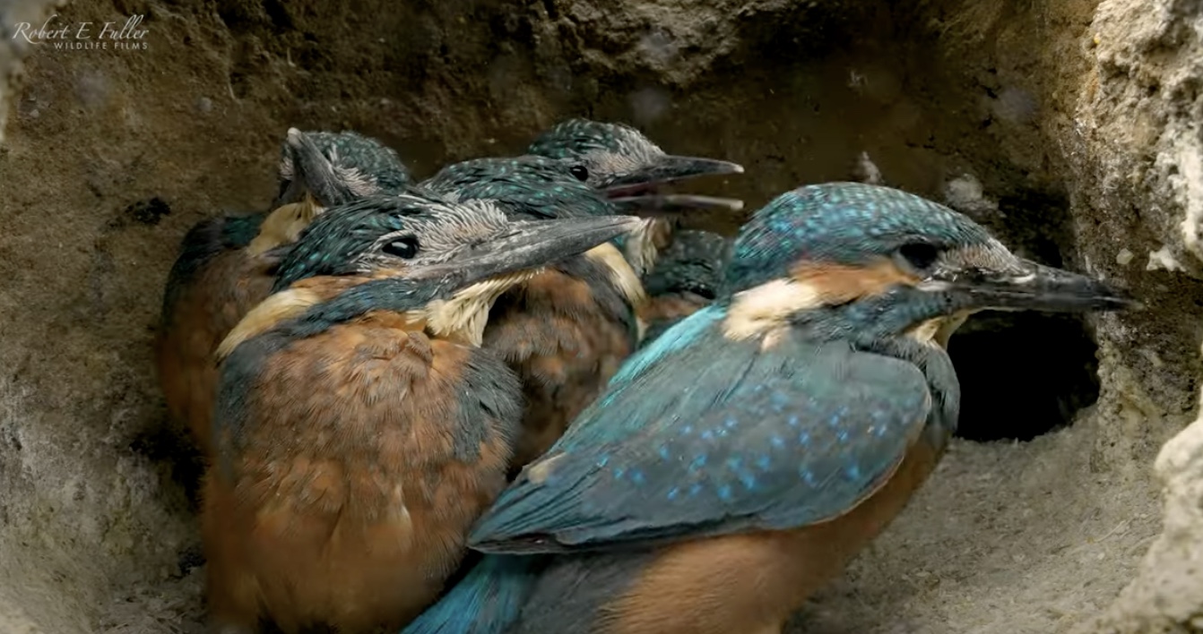 Wie ein männlicher Eisvogel seine Küken zum Fliegen ermutigt – Das Kraftfuttermischwerk