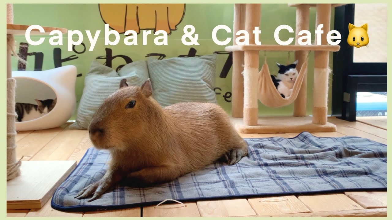 Ein Capybara-Café in Tokio – Das Kraftfuttermischwerk