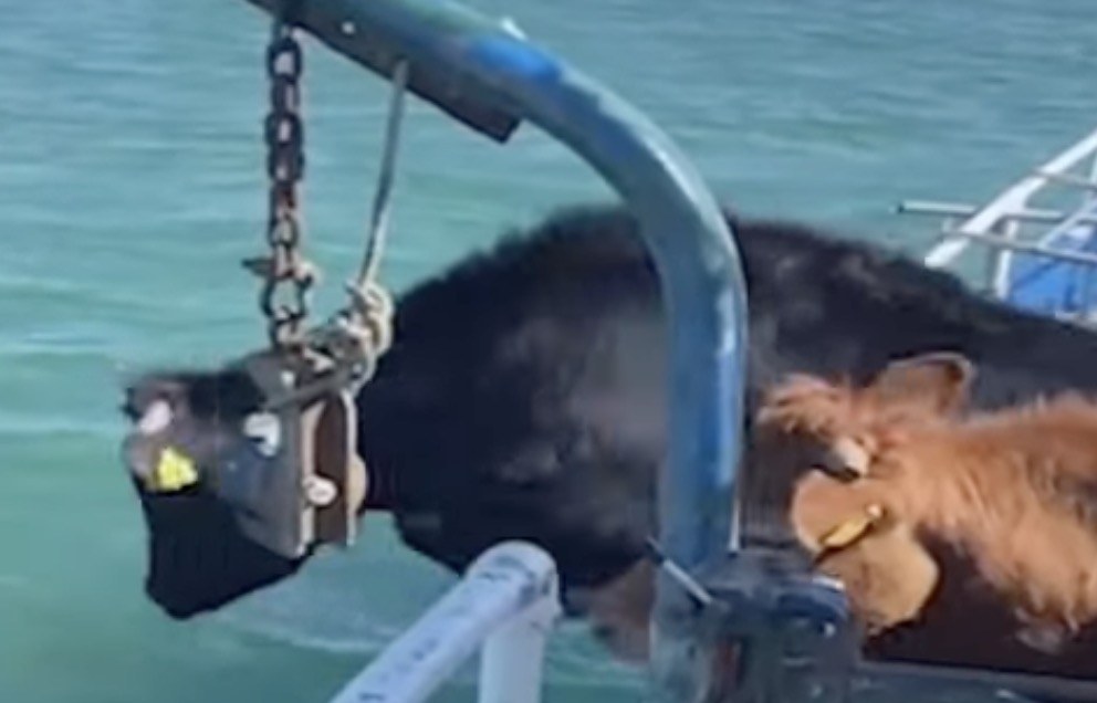 Kühe springen von Boot und schwimmen zum Grasen zu einer Insel – Das ...