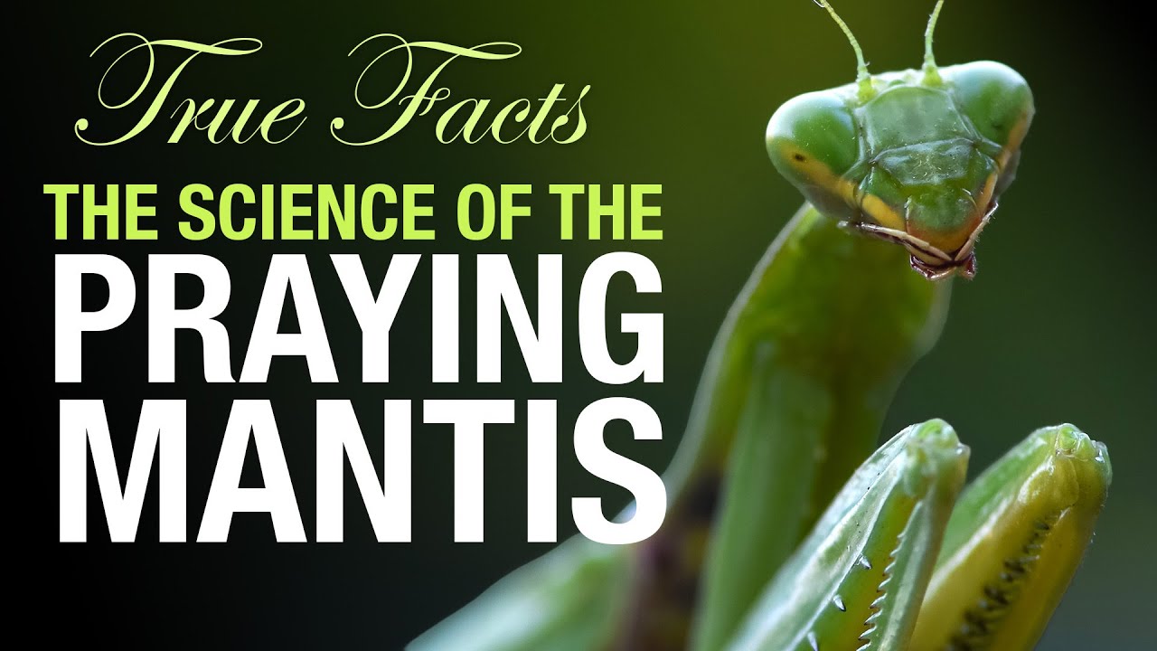 True Facts: The Science of the Praying Mantis – Das Kraftfuttermischwerk