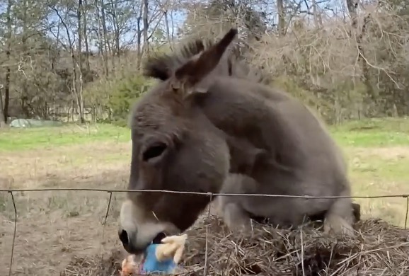 Donkey x Rubber Chicken – Das Kraftfuttermischwerk